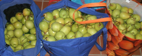 Pears – Fig Hill Farm & the Kansas Figgery