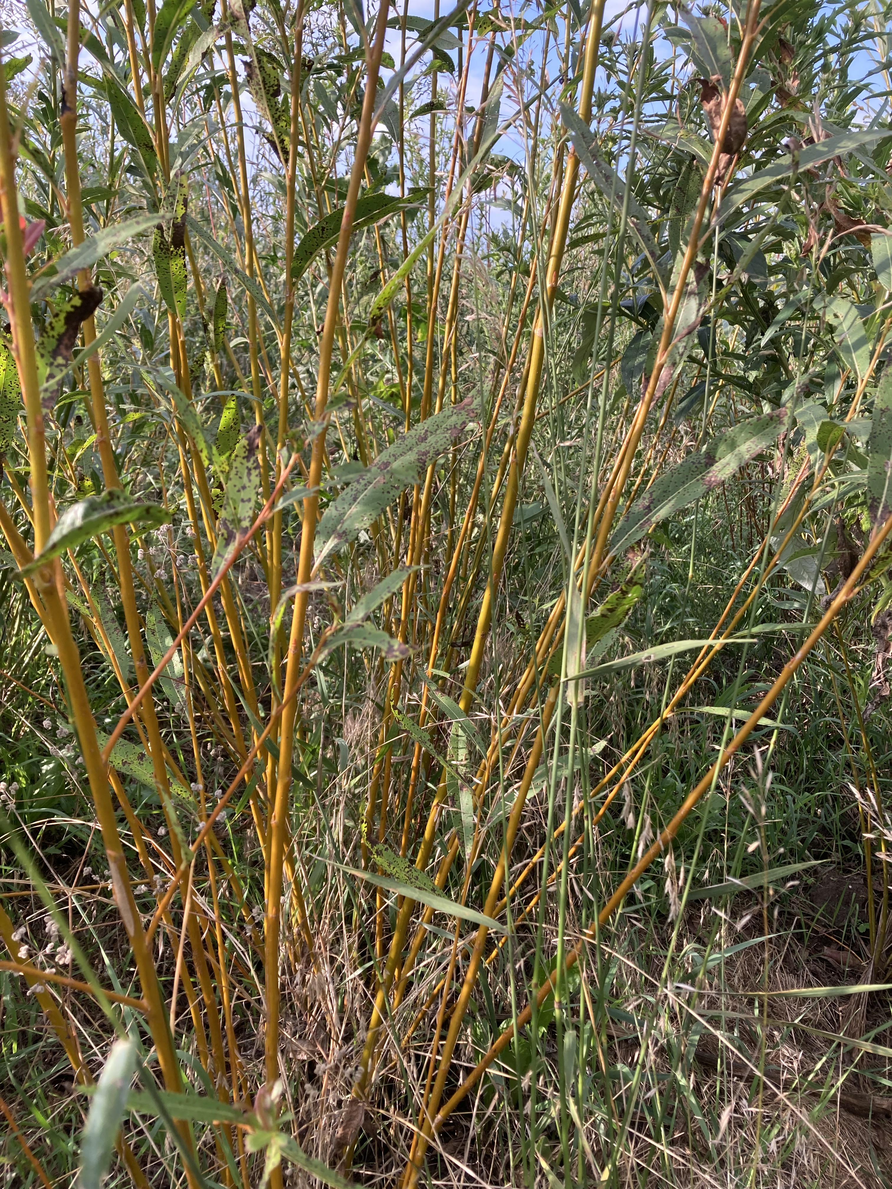 Willow Varieties – Fig Hill Farm & the Kansas Figgery