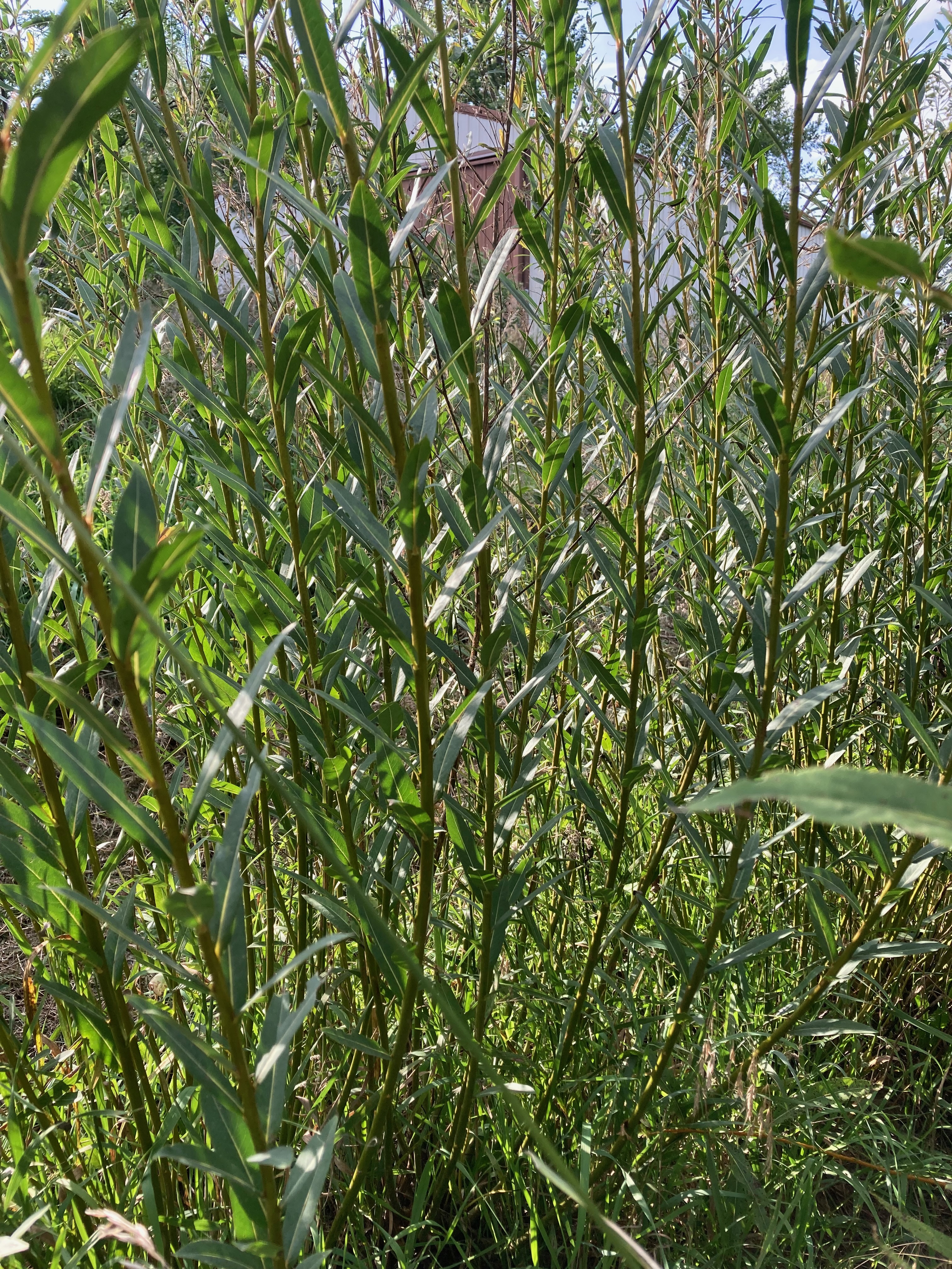 Willow Cuttings – Fig Hill Farm & the Kansas Figgery